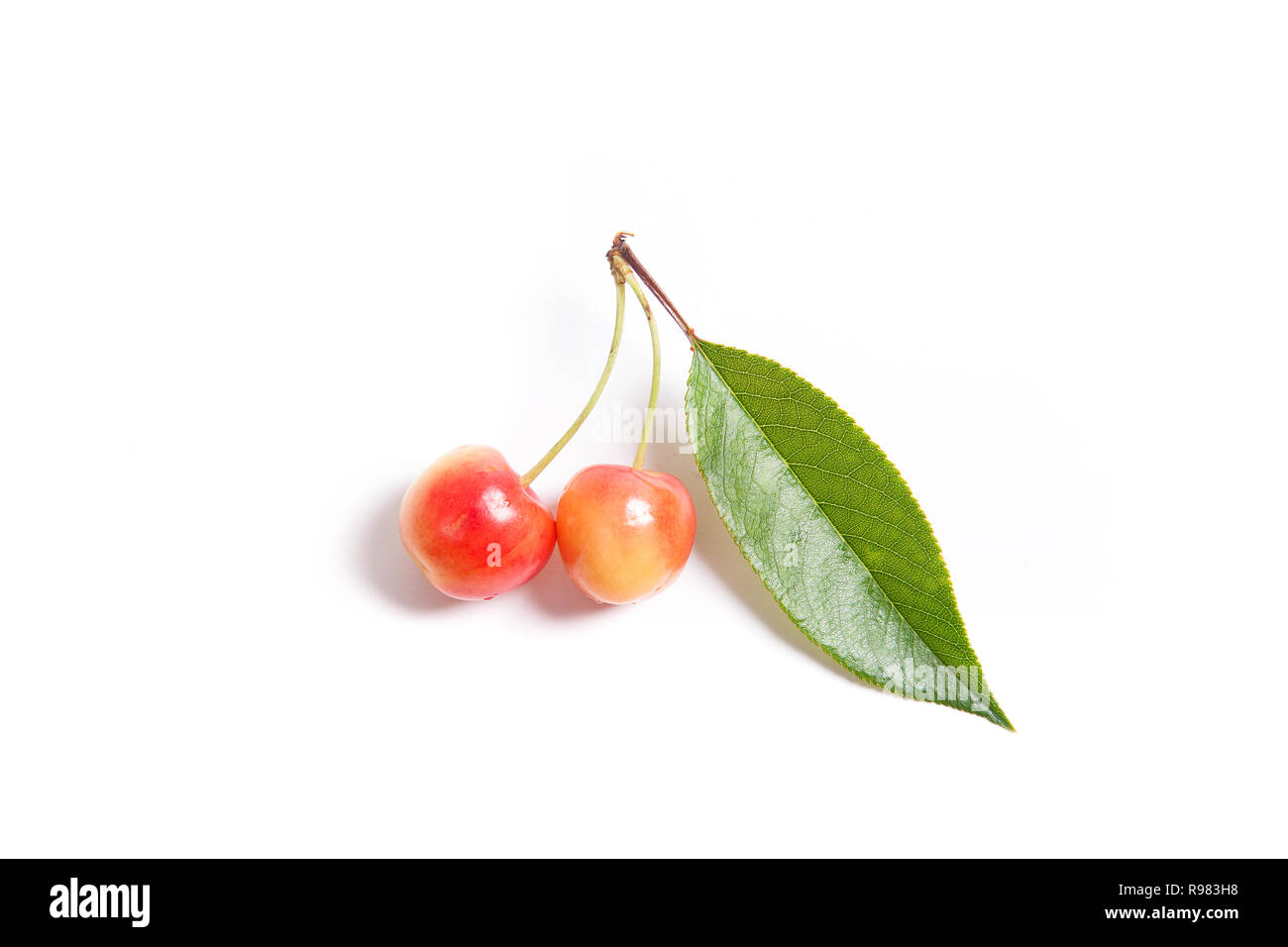 Berries of yellow sweet cherries with green leaf of cherry tree on ...