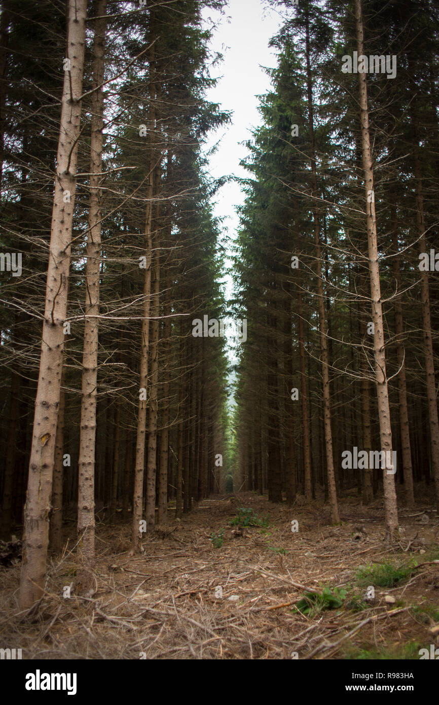 atmospheric scene from mixed forest Stock Photo - Alamy