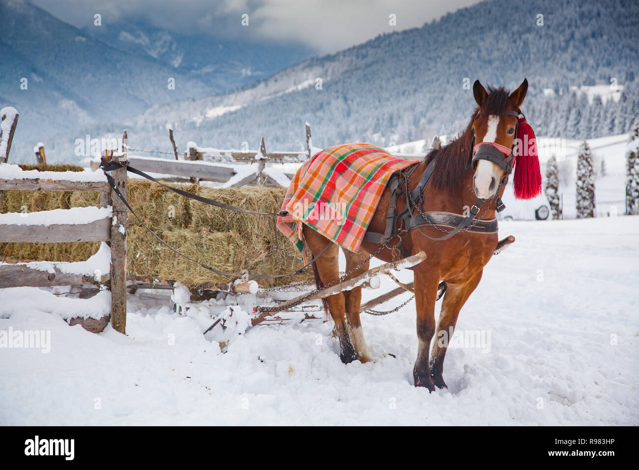 Horse drawn sledges hi-res stock photography and images - Alamy
