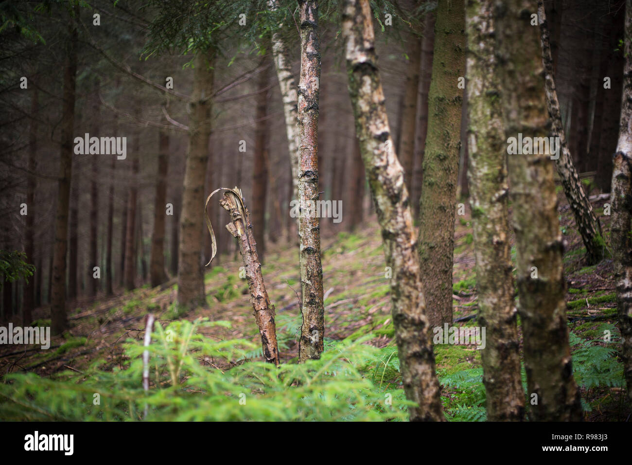 Atmospheric scene hi-res stock photography and images - Alamy