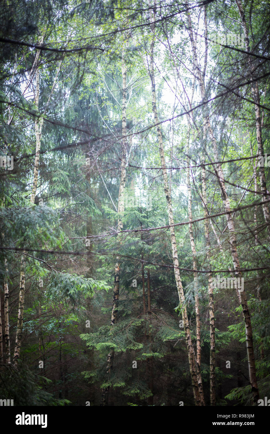 atmospheric scene from mixed forest Stock Photo - Alamy