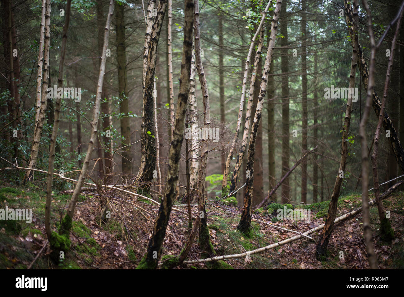 Atmospheric scene hi-res stock photography and images - Alamy