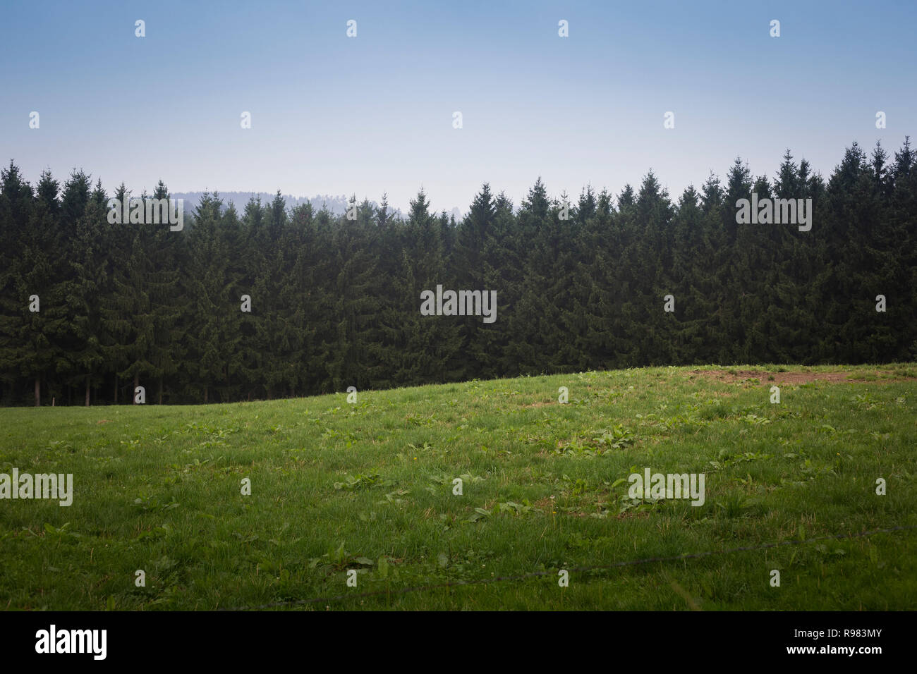 simple landscape pine trees grass Stock Photo - Alamy