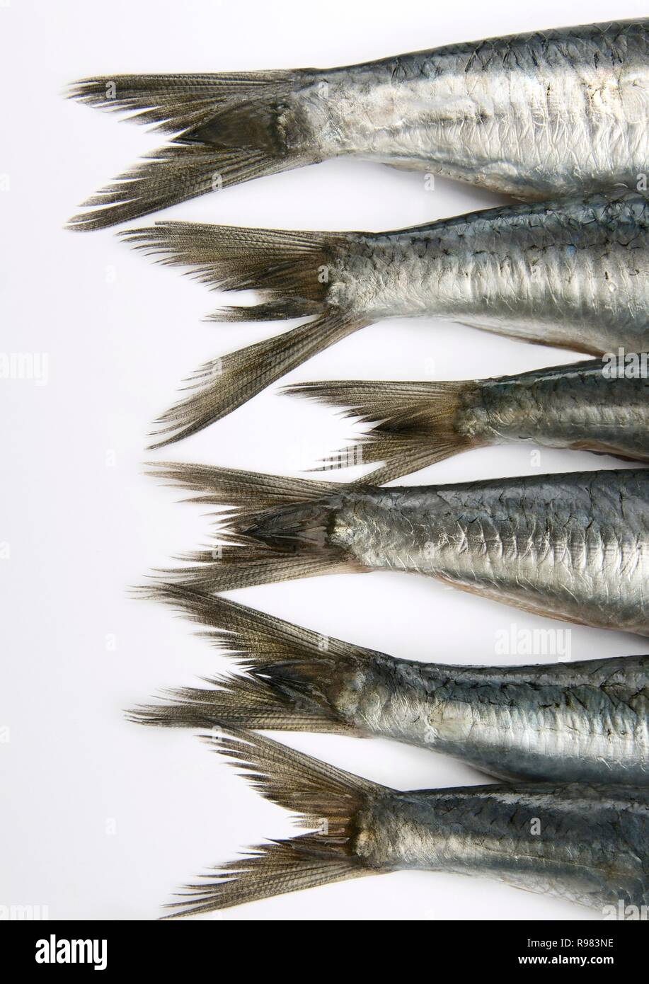 Close-up of sardine tails Stock Photo - Alamy