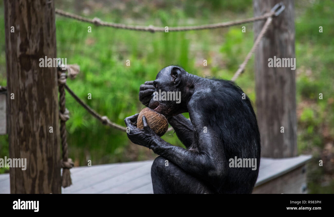 Old Monkey Eating Stock Photo - Alamy