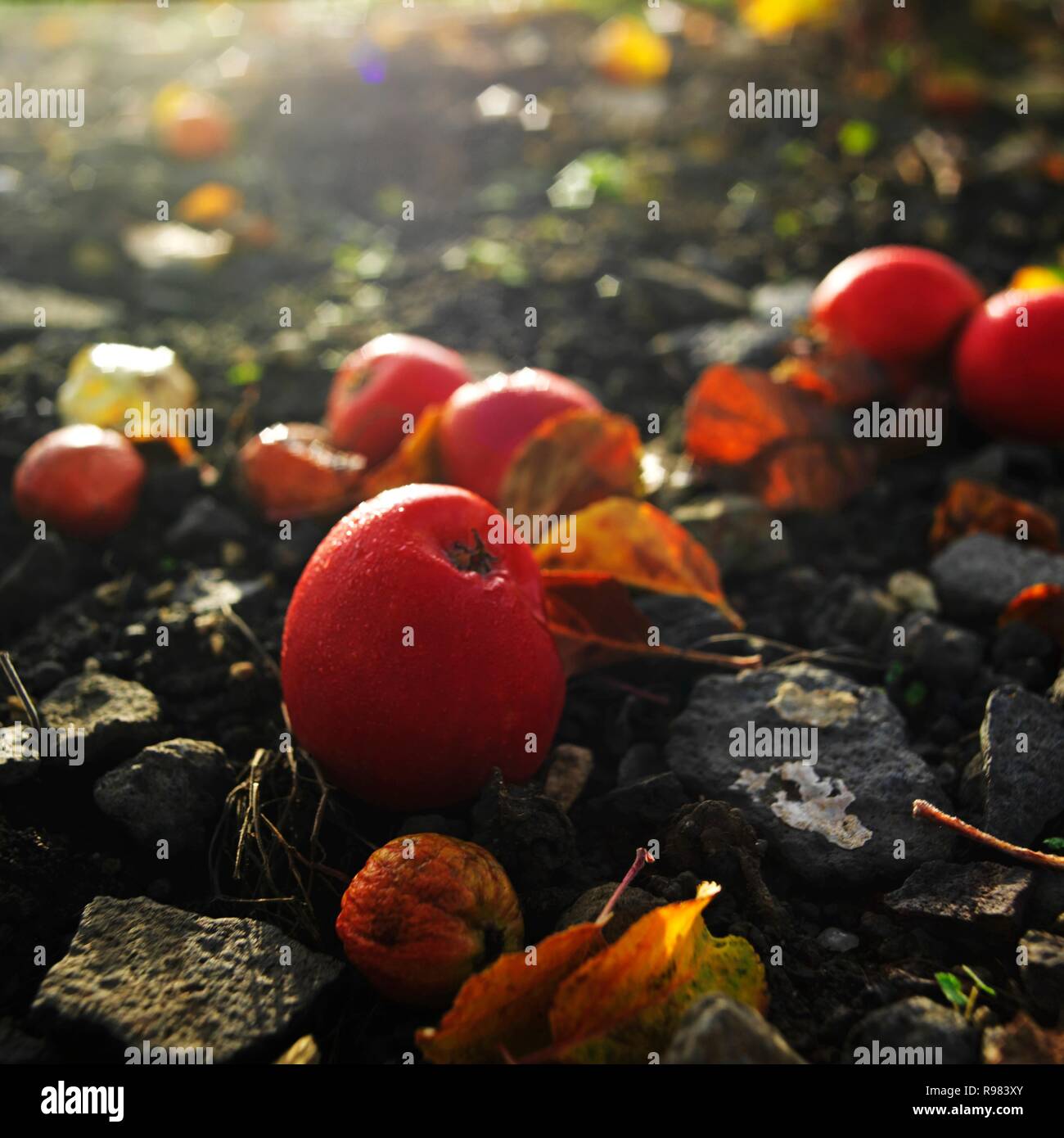 Windfall apple in orchard hi-res stock photography and images - Alamy