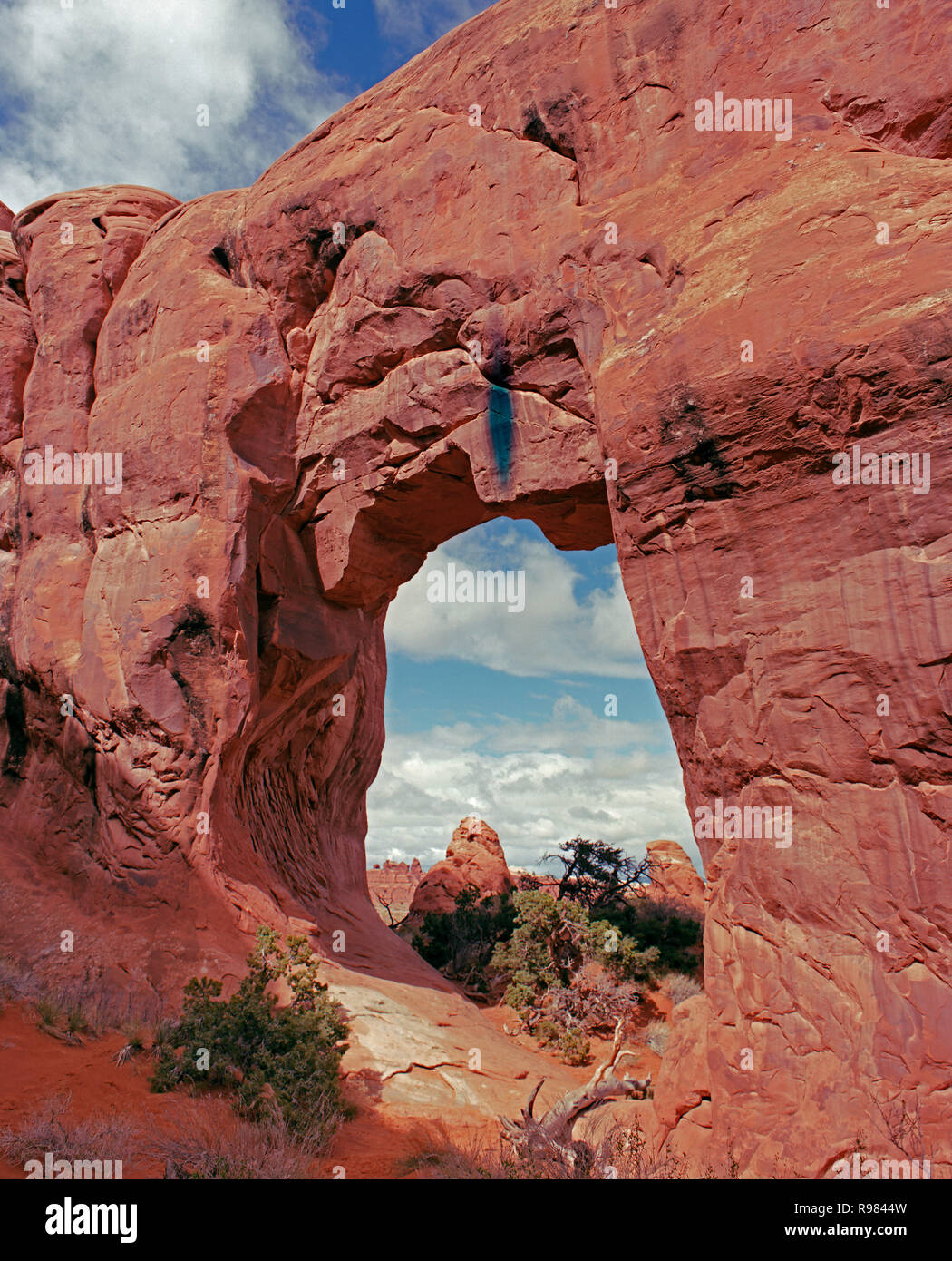 Pine Tree Arch Stock Photo - Alamy