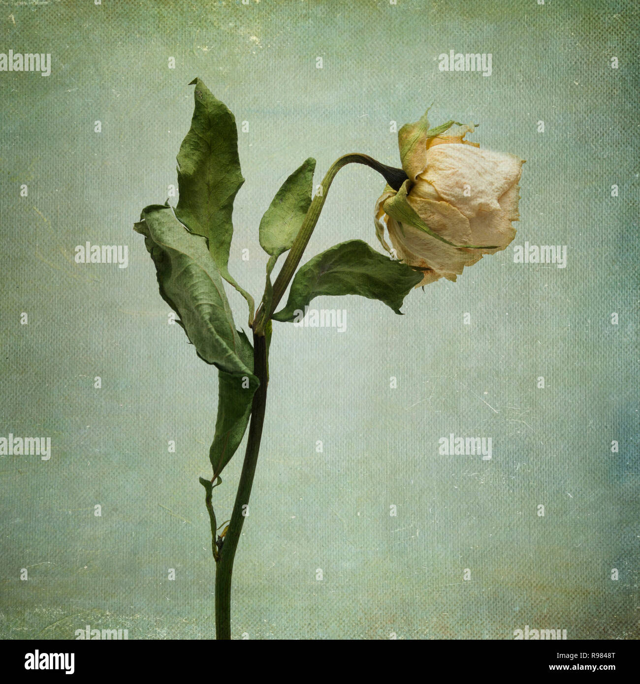 Still life dried rose hi-res stock photography and images - Alamy