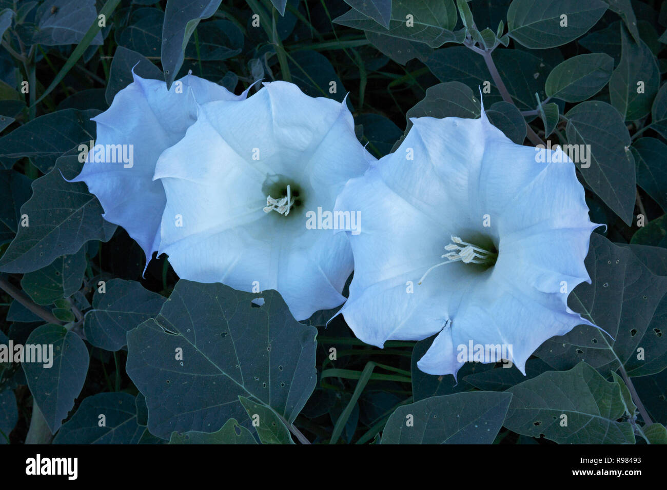 Datura flower hi-res stock photography and images - Alamy