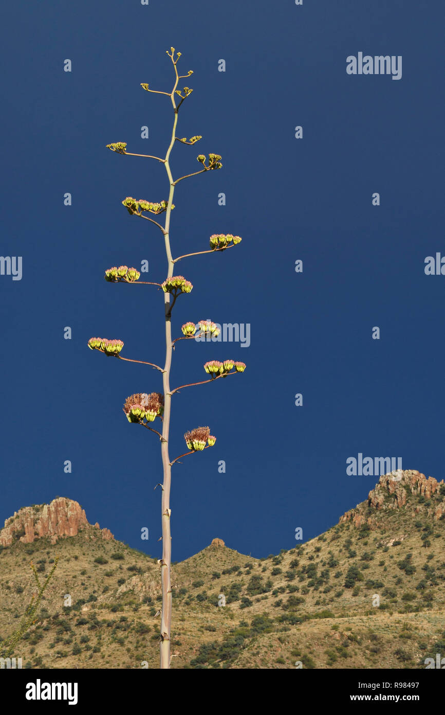 Parry's agave hi-res stock photography and images - Alamy