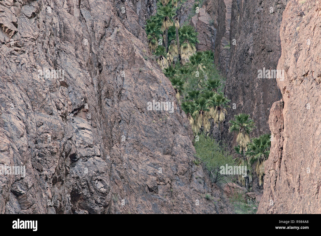 California palms thrive in a tiny part of the Kofa Mountains in Arizona ...