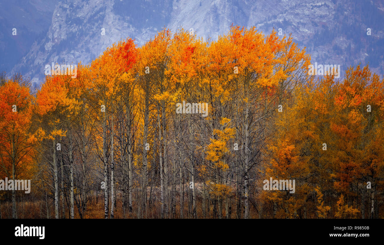 Fall colors, Grand Teton National Park, Wyoming USA Stock Photo - Alamy
