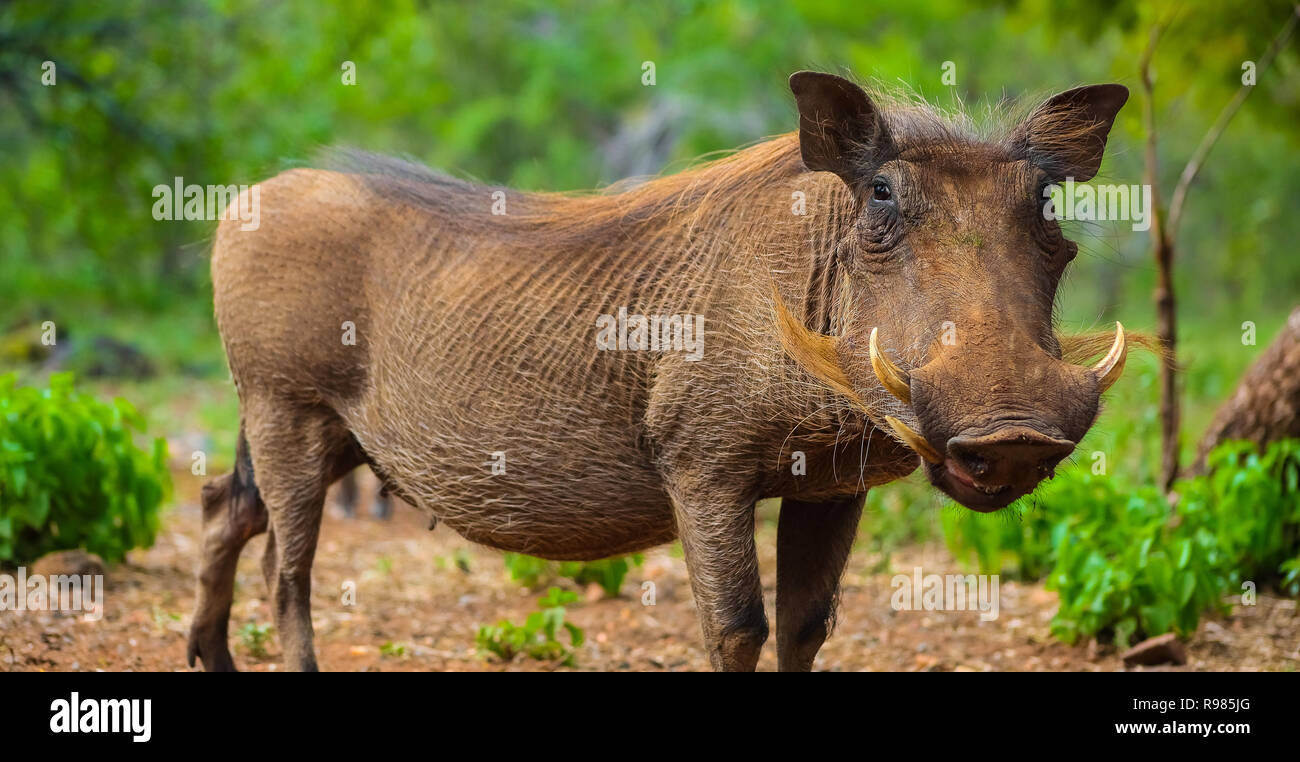 Close up of a wild African Warthog in a South African game reserve ...