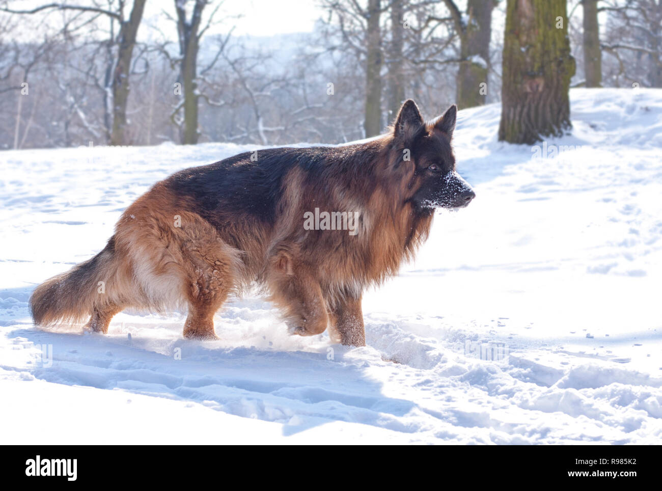 Timber Wolf German Shepherd Puppies
