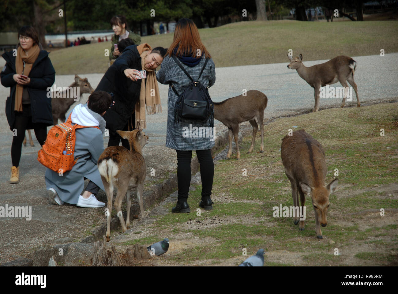 Nara Park, Nara, Japan Stock Photo - Alamy