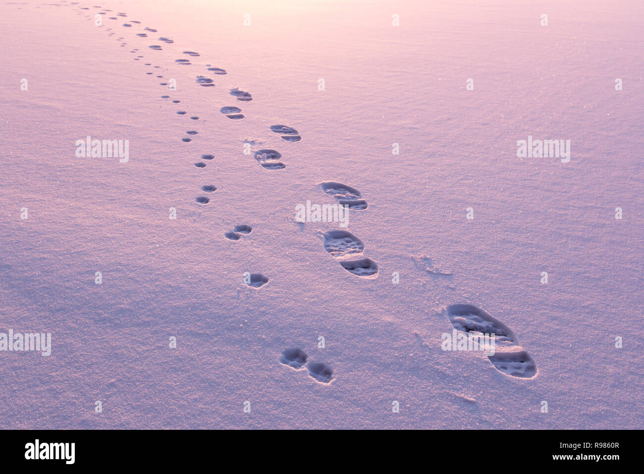 Animal track hi-res stock photography and images - Alamy
