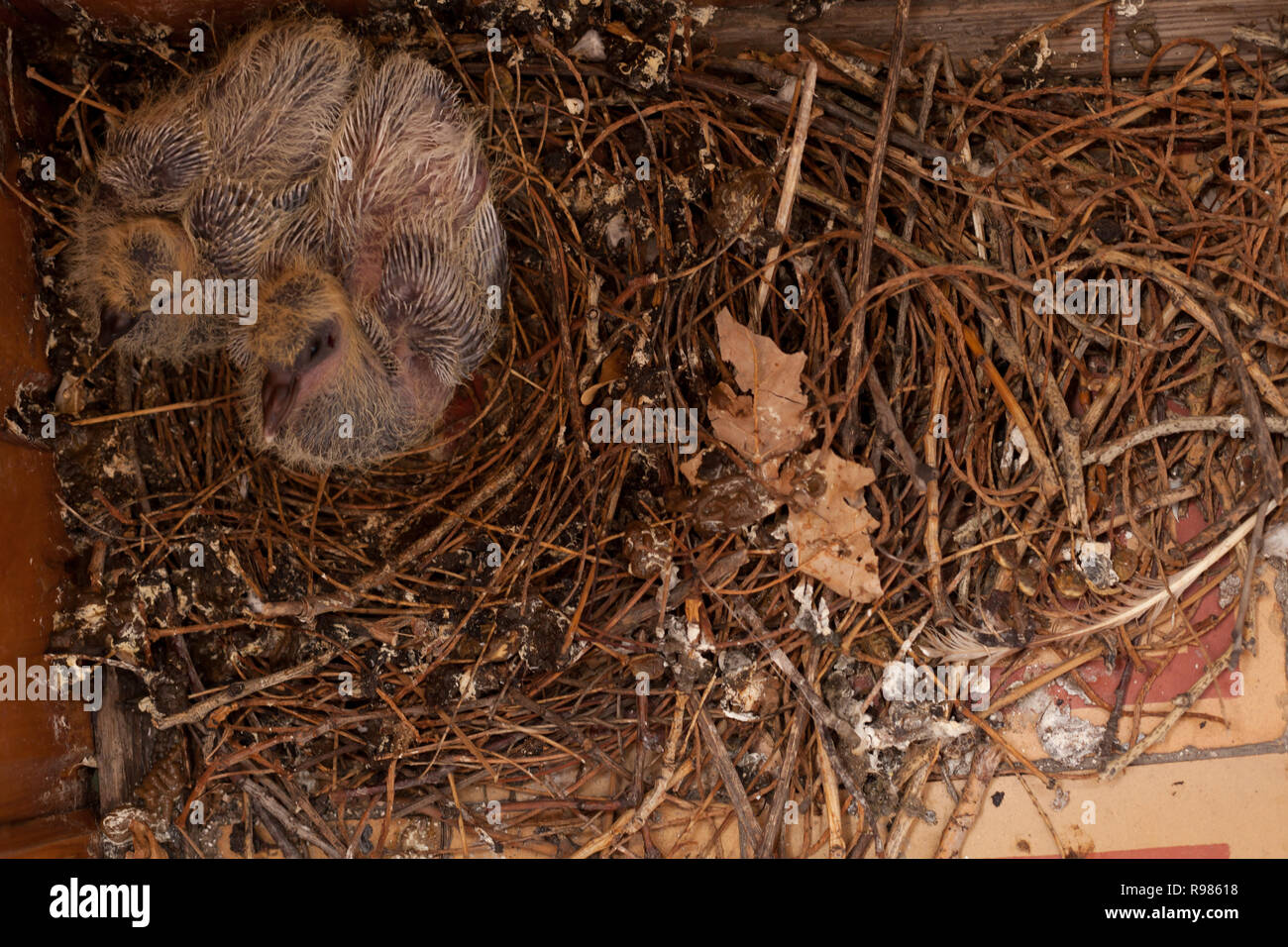 Wild chicks in the nest a dove birds Stock Photo - Alamy