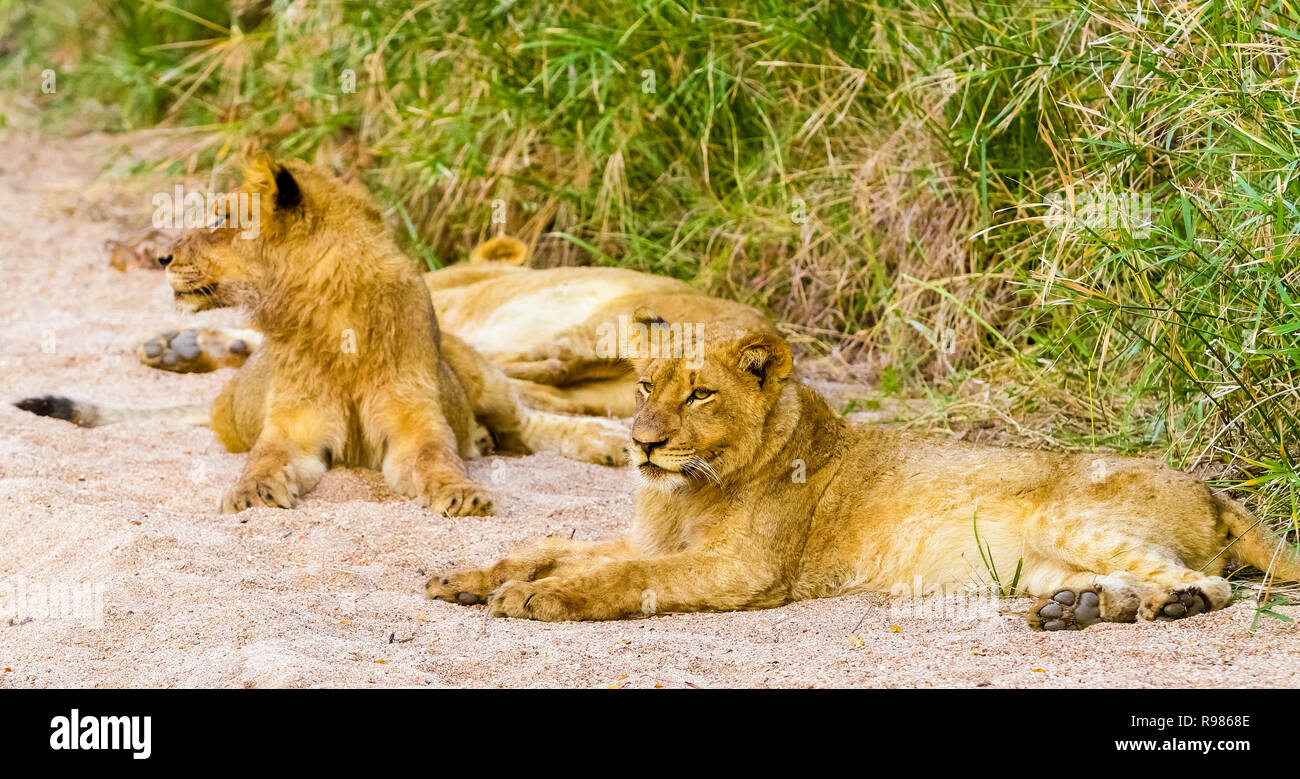 A Pride of African Lions on Safari in a South African Game Reserve ...