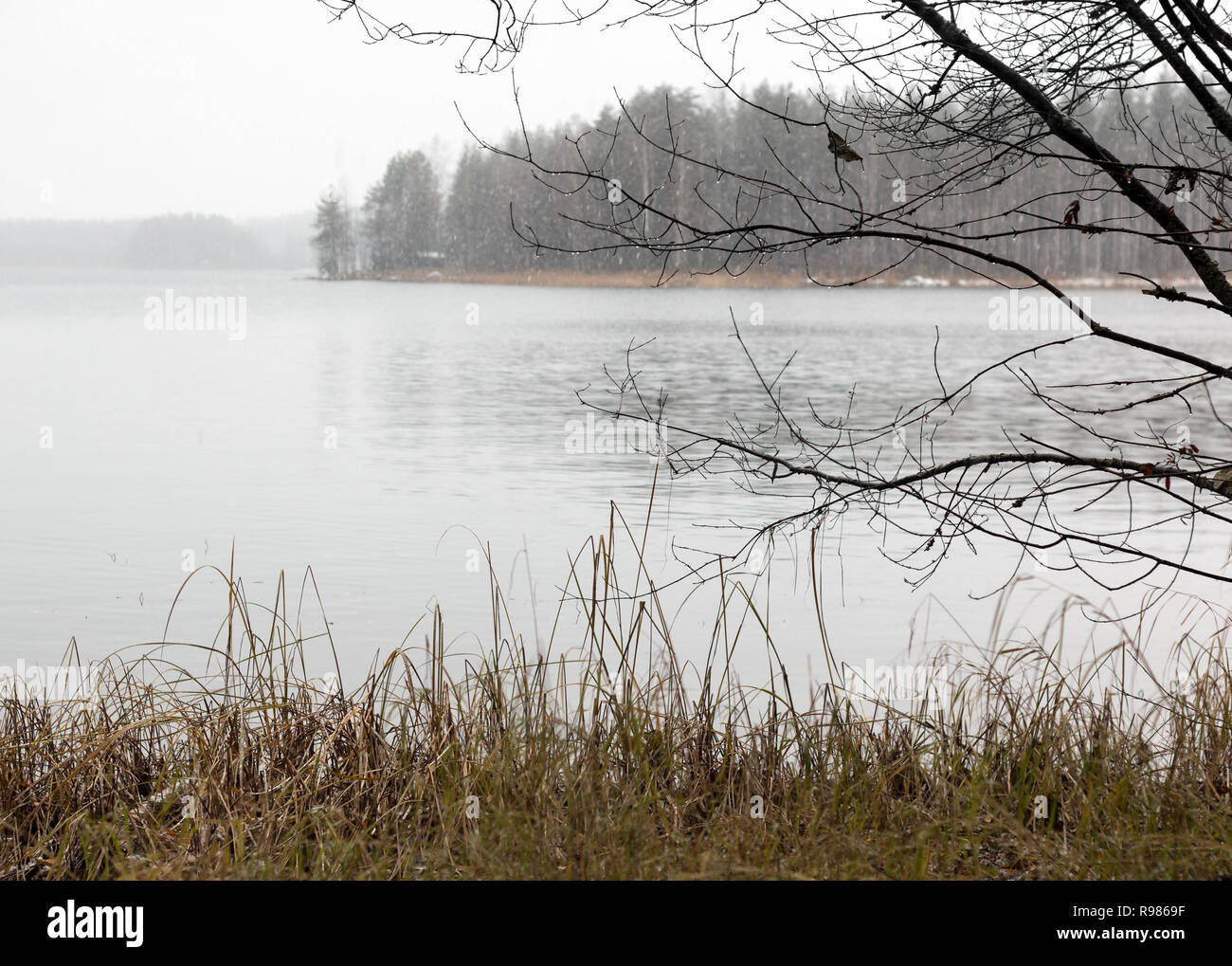 Sleeting at lakeside with dark branches and withered plants Stock Photo ...
