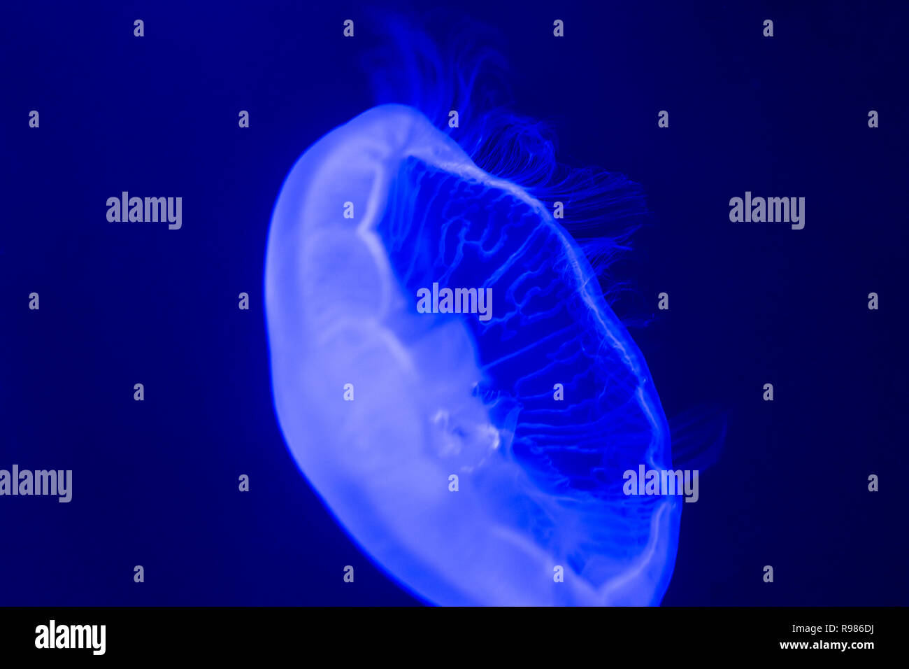 White jelly fish swimming in blue water Stock Photo - Alamy