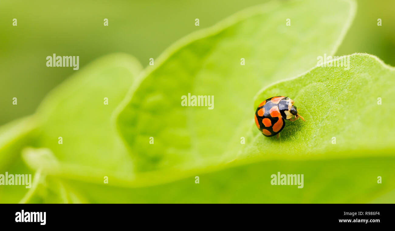 Orange Ladybug close up on a green leaf, Predator insect species for ...