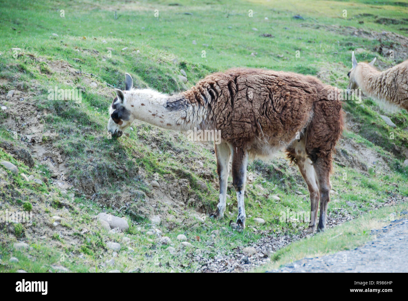 A lama is eating the grass Stock Photo - Alamy