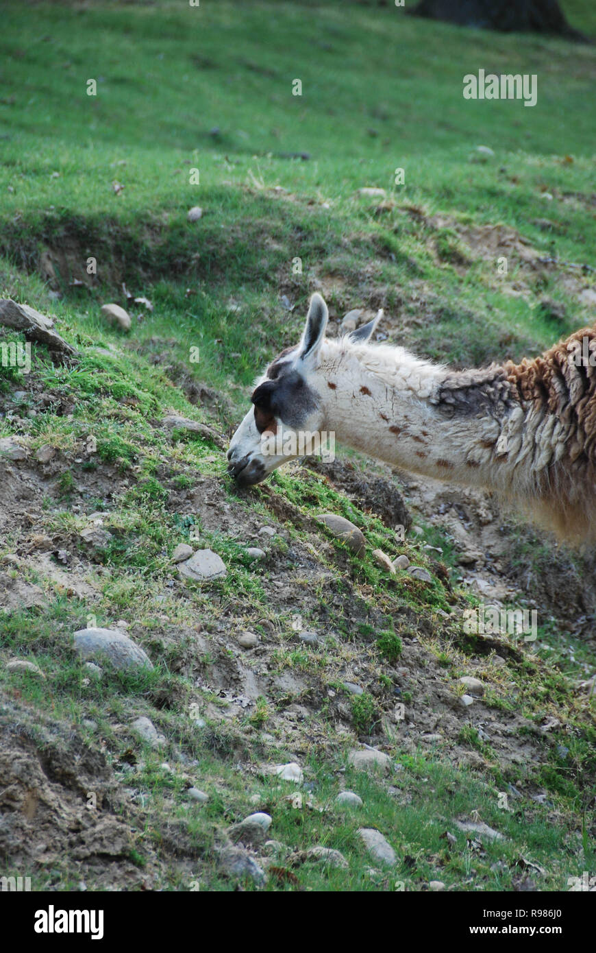 Funny lama animal eating hi-res stock photography and images - Alamy
