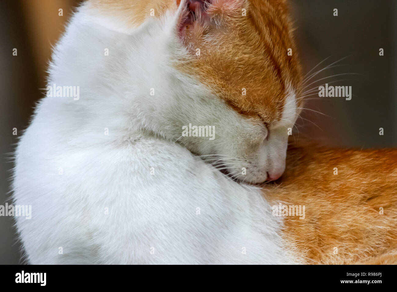 Cat washes on nature hi-res stock photography and images - Alamy