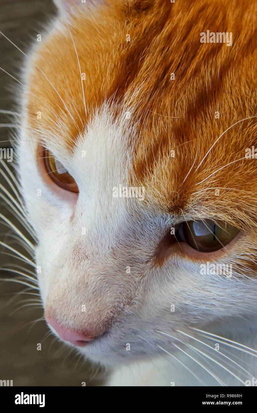 Red and white cat hi-res stock photography and images - Alamy
