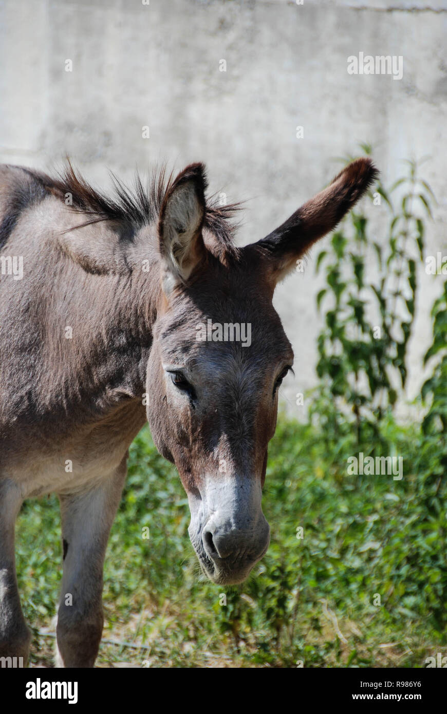 Donkey alone in a farm Stock Photo - Alamy