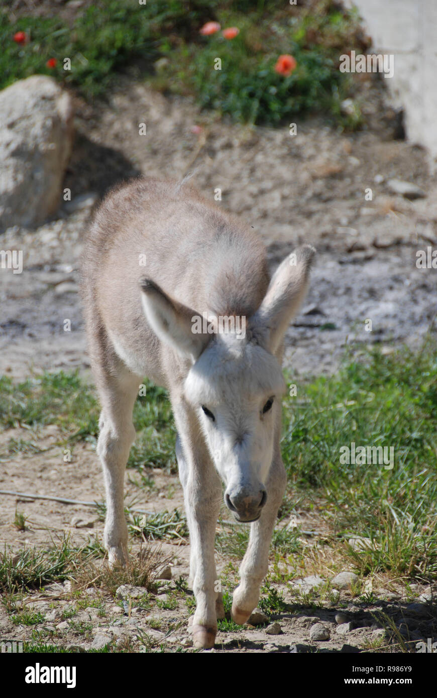 Young donkey on a farm Stock Photo - Alamy