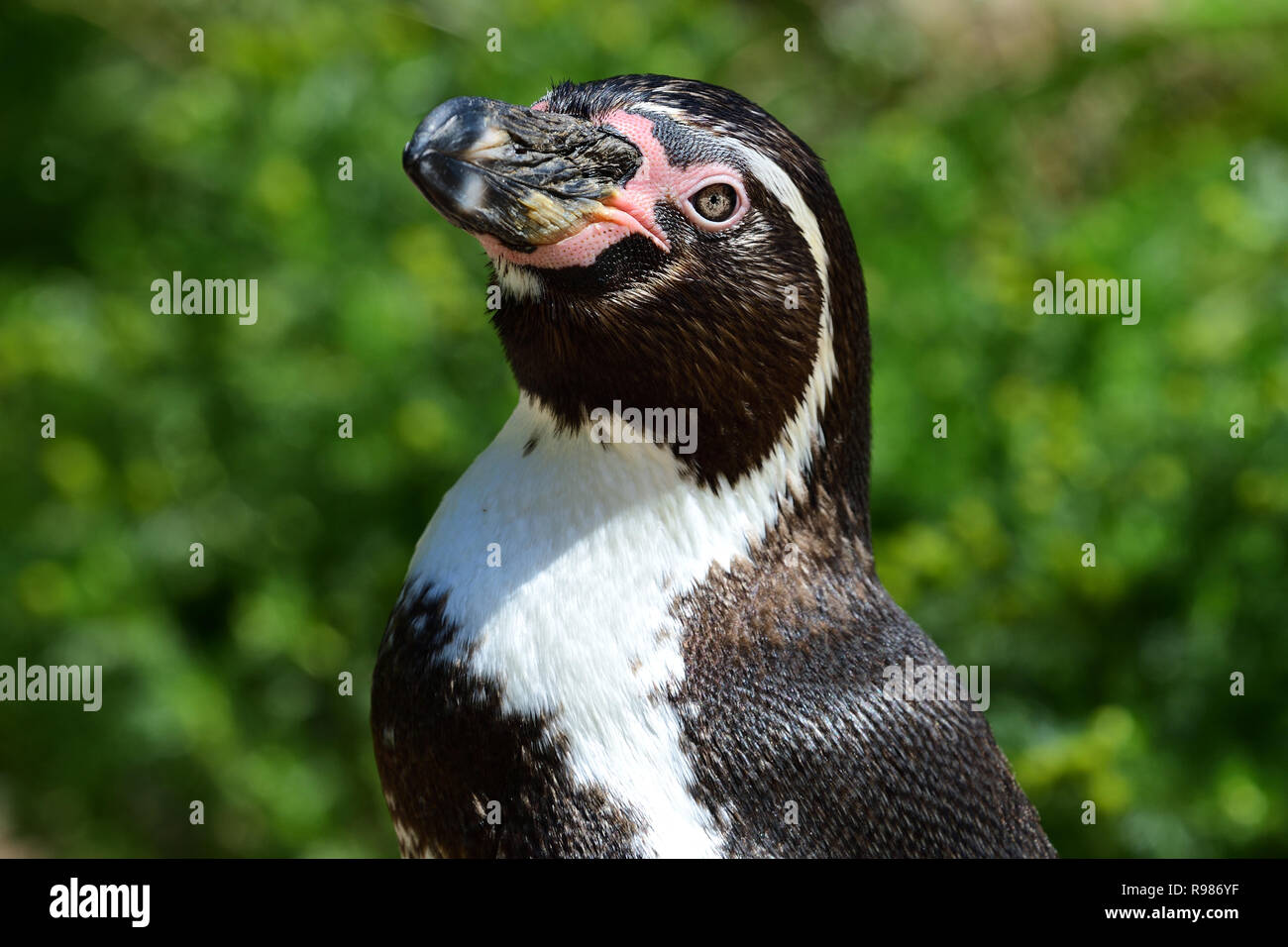Penguin headshot hi-res stock photography and images - Alamy