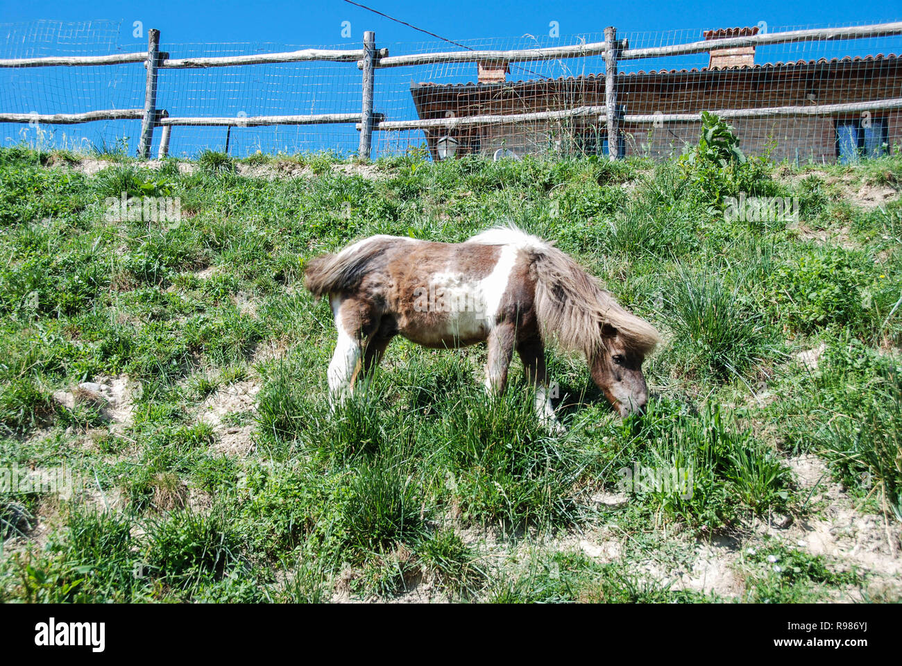 Shetland spotted pony hi-res stock photography and images - Alamy