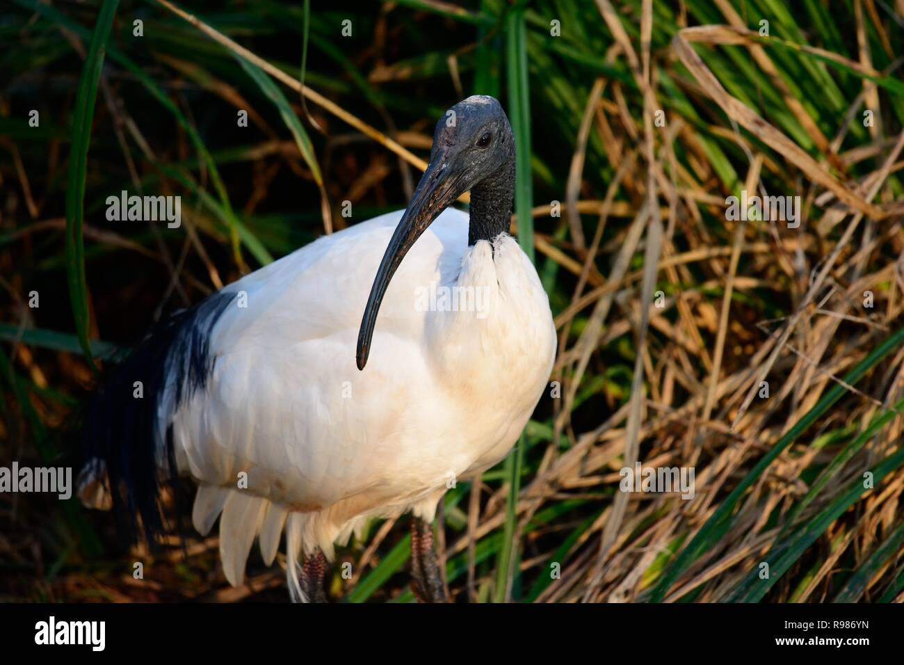 Close up of an ibis standing in a reed bed Stock Photo - Alamy