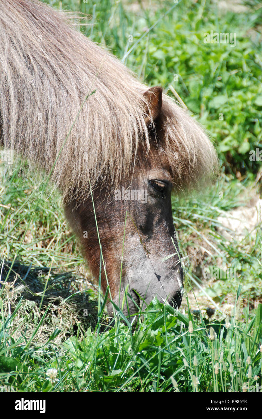 Shetland spotted pony hi-res stock photography and images - Alamy
