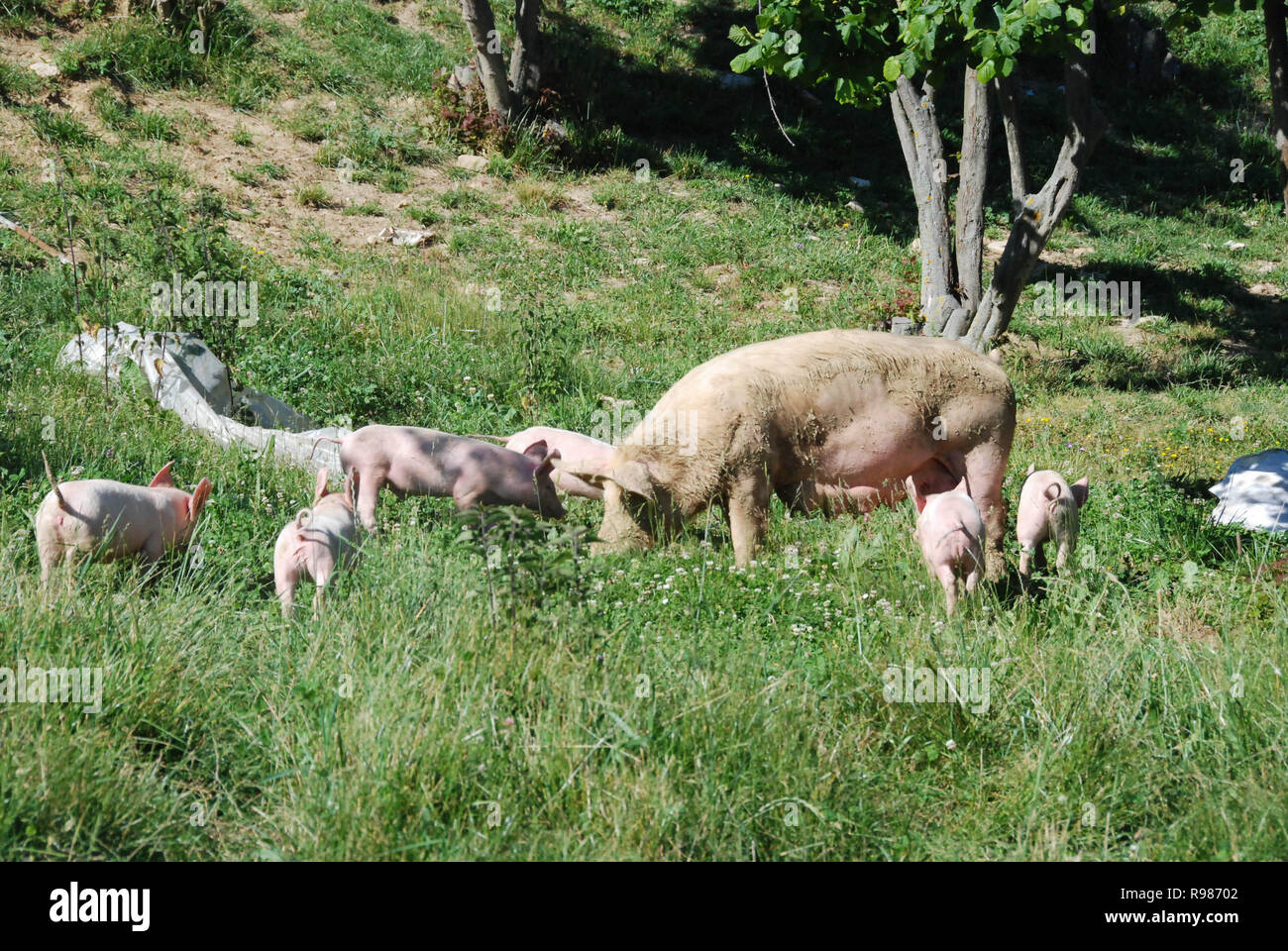 Piglets looking hi-res stock photography and images - Alamy