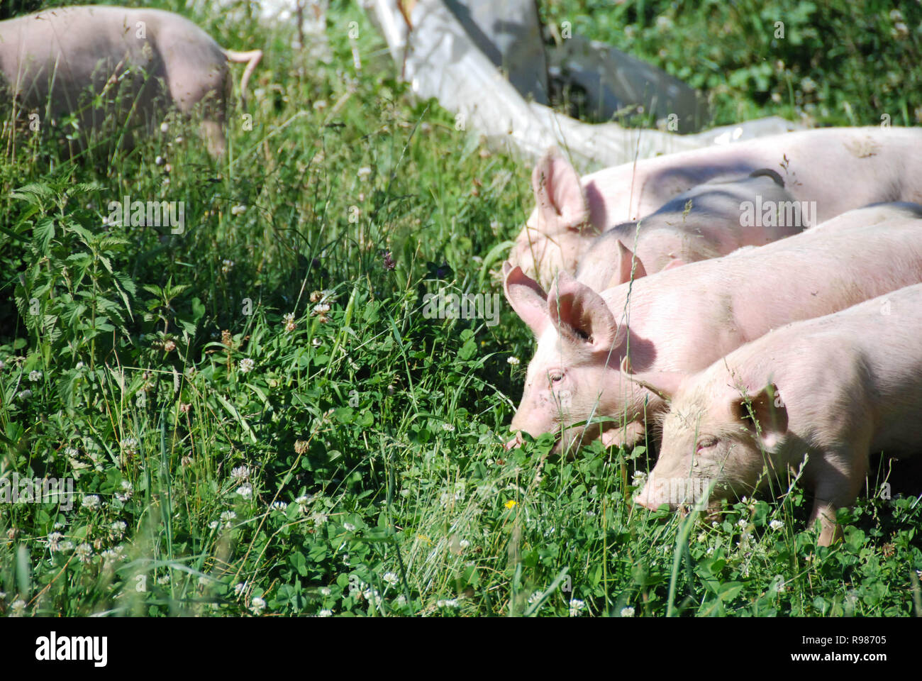 Piglets Looking Stock Photos & Piglets Looking Stock Images - Alamy