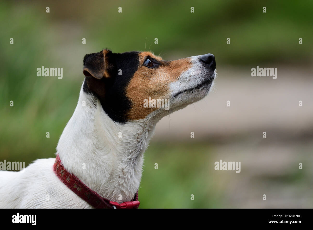 outdoor portrait of a cute Jack Russell with a red collar Stock Photo ...