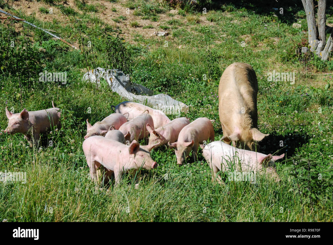 Free pigs in a green meadow Stock Photo - Alamy