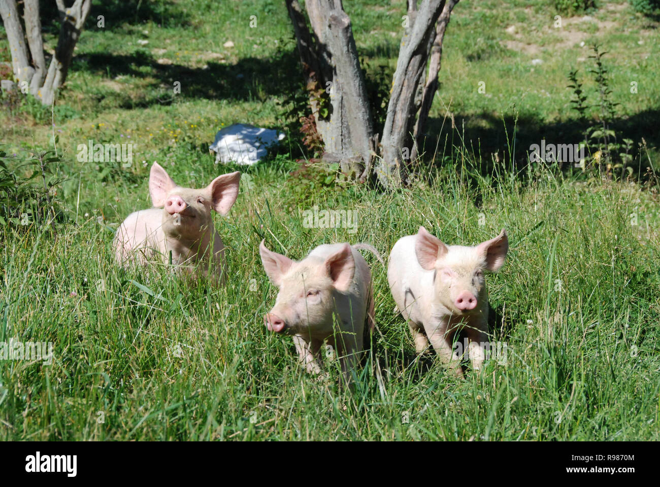 Free pigs in a green meadow Stock Photo - Alamy