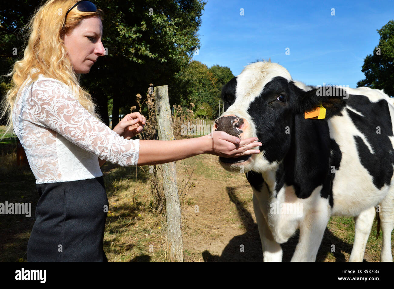 A cow heifer, dairy cow breed with a blond woman. Animal welfare with a ...
