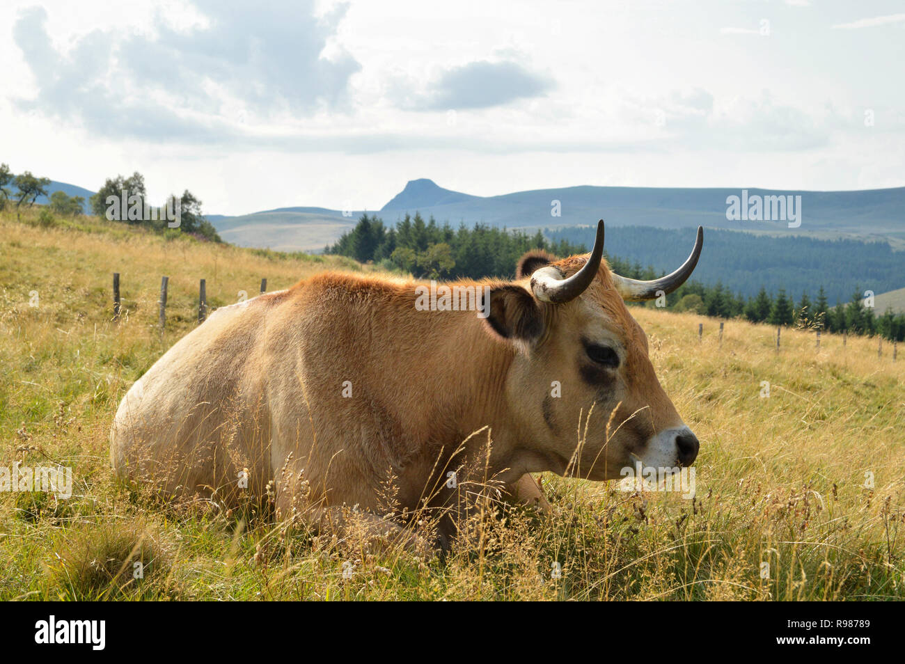 A mountain cow Aubrac breed, lying in a field Stock Photo - Alamy