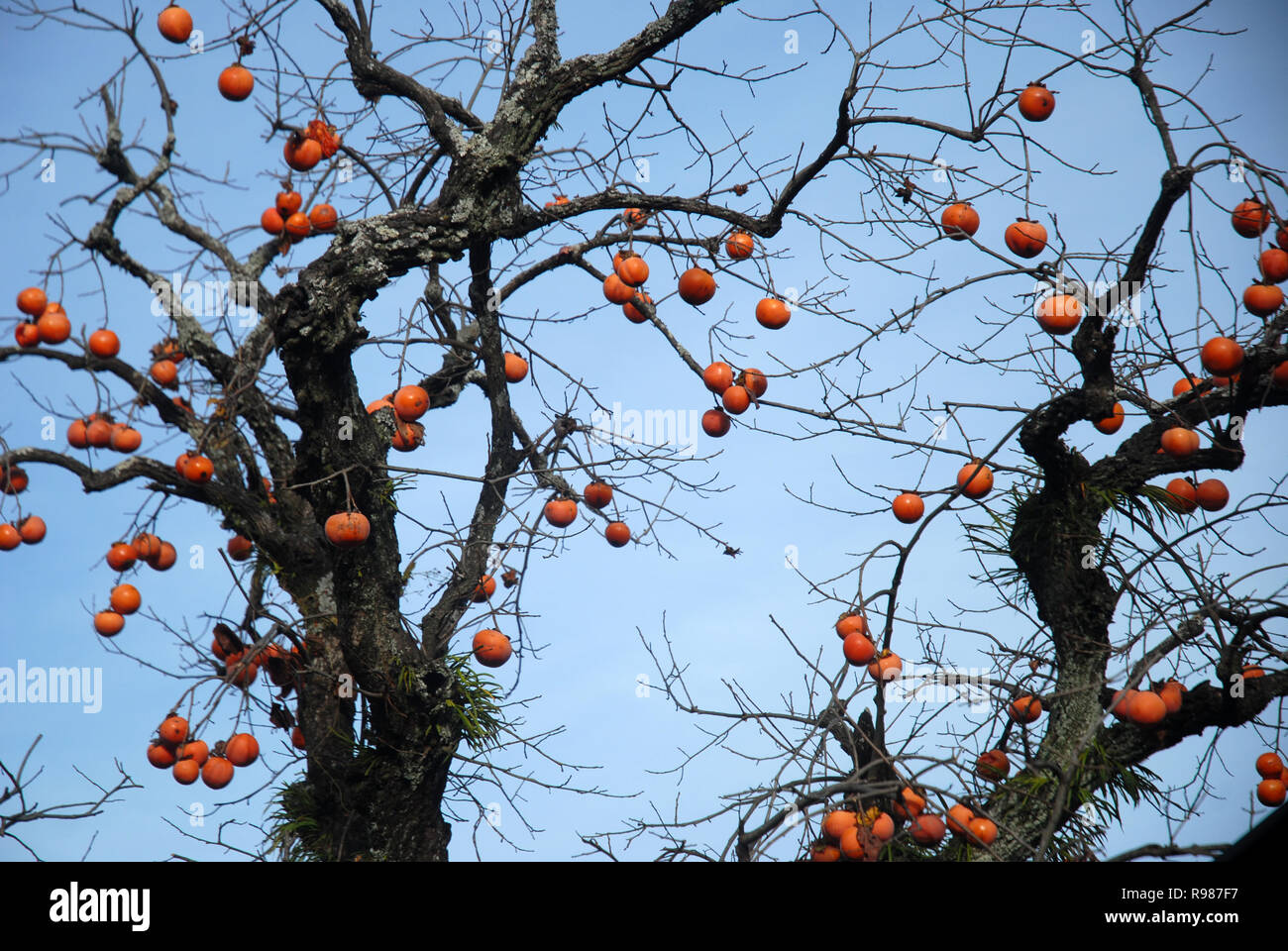 Nara fruits hi-res stock photography and images - Alamy