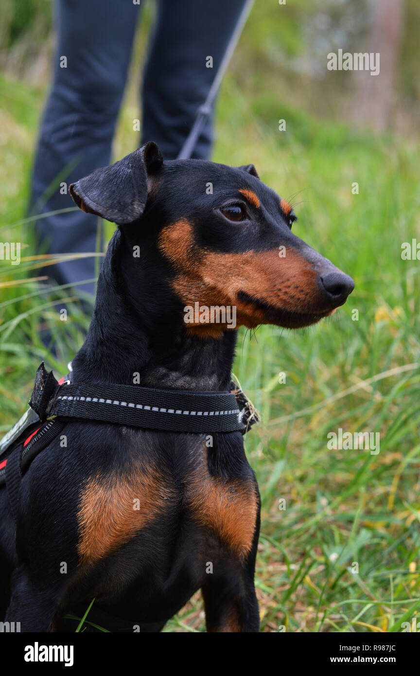 Mini pincher hi-res stock photography and images - Alamy