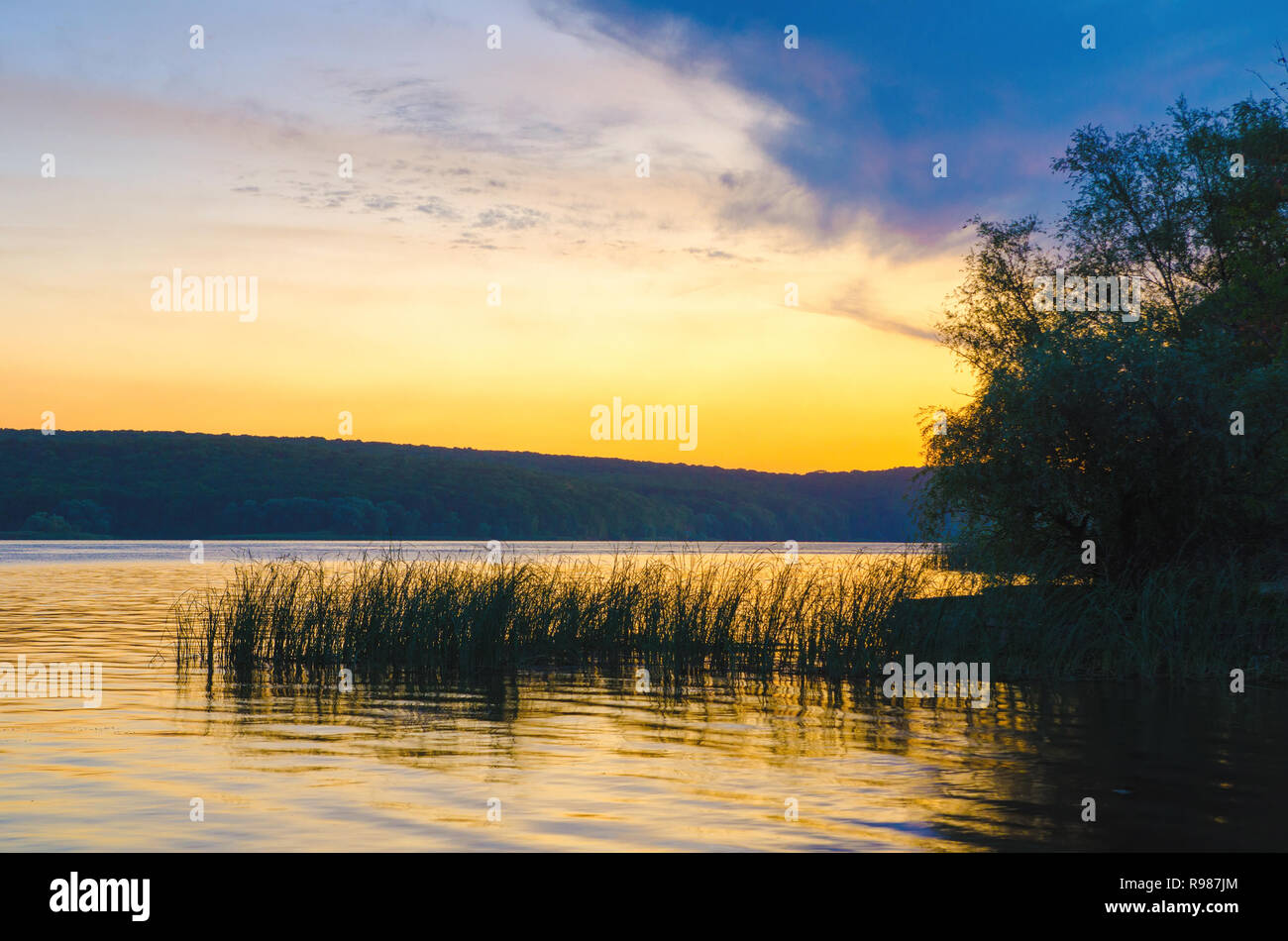 beautiful lake with bulrush and trees Stock Photo - Alamy