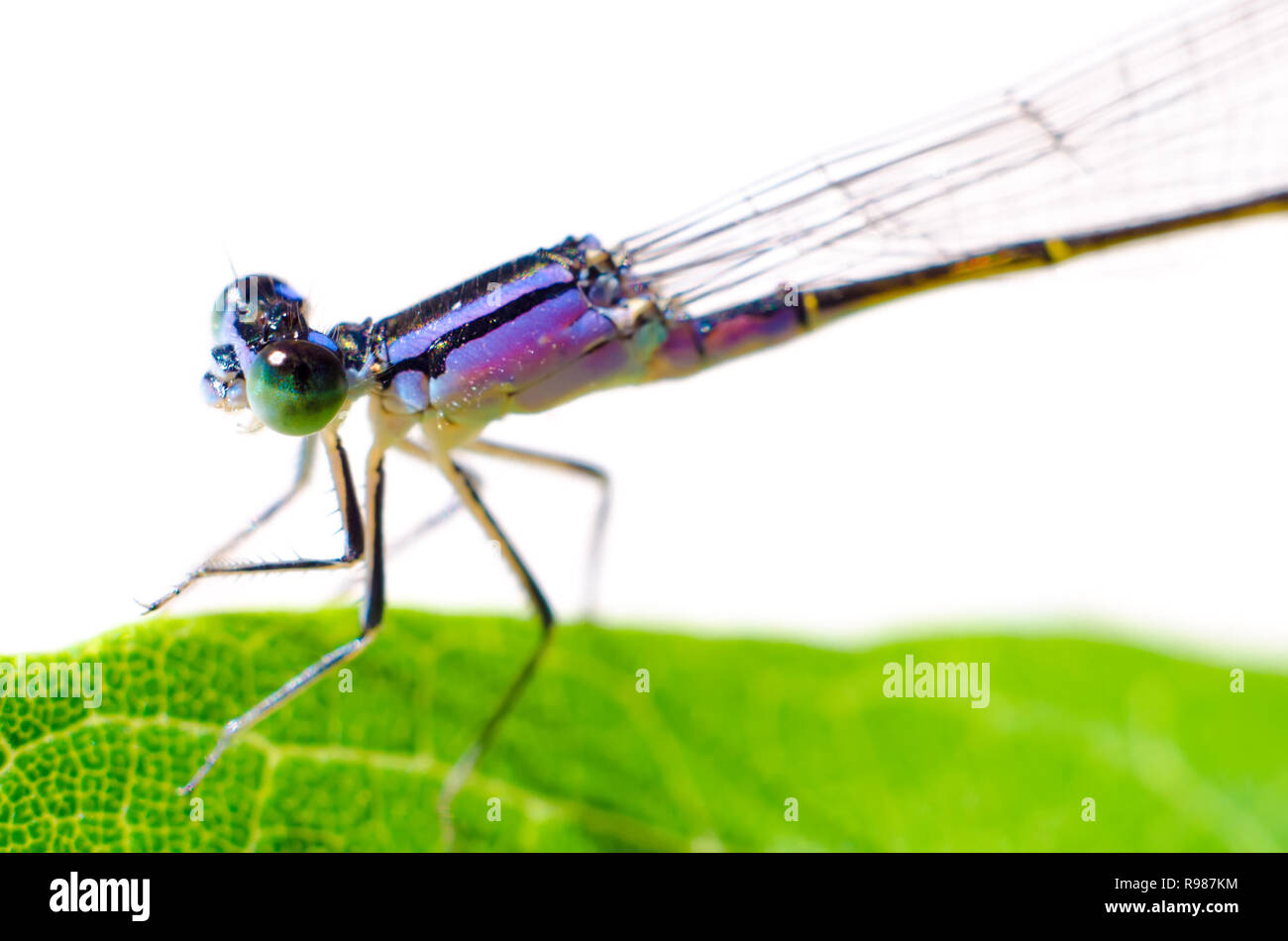 Blue eyes white dragon hi-res stock photography and images - Alamy