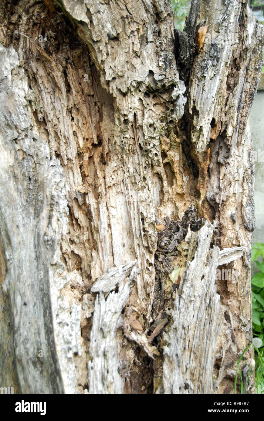 An old dead tree trunk eroded by time and termites Stock Photo - Alamy