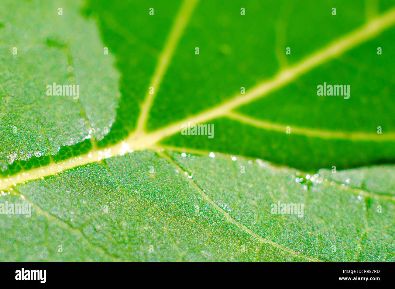 Closeup wet green leaf hi-res stock photography and images - Alamy