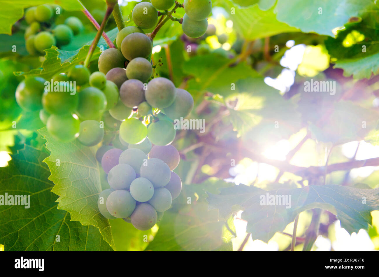 green vine branch at the rural farm Stock Photo - Alamy