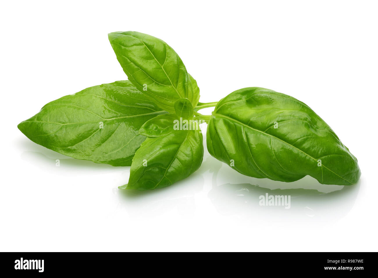 Green basil leaves isolated on white background Stock Photo - Alamy